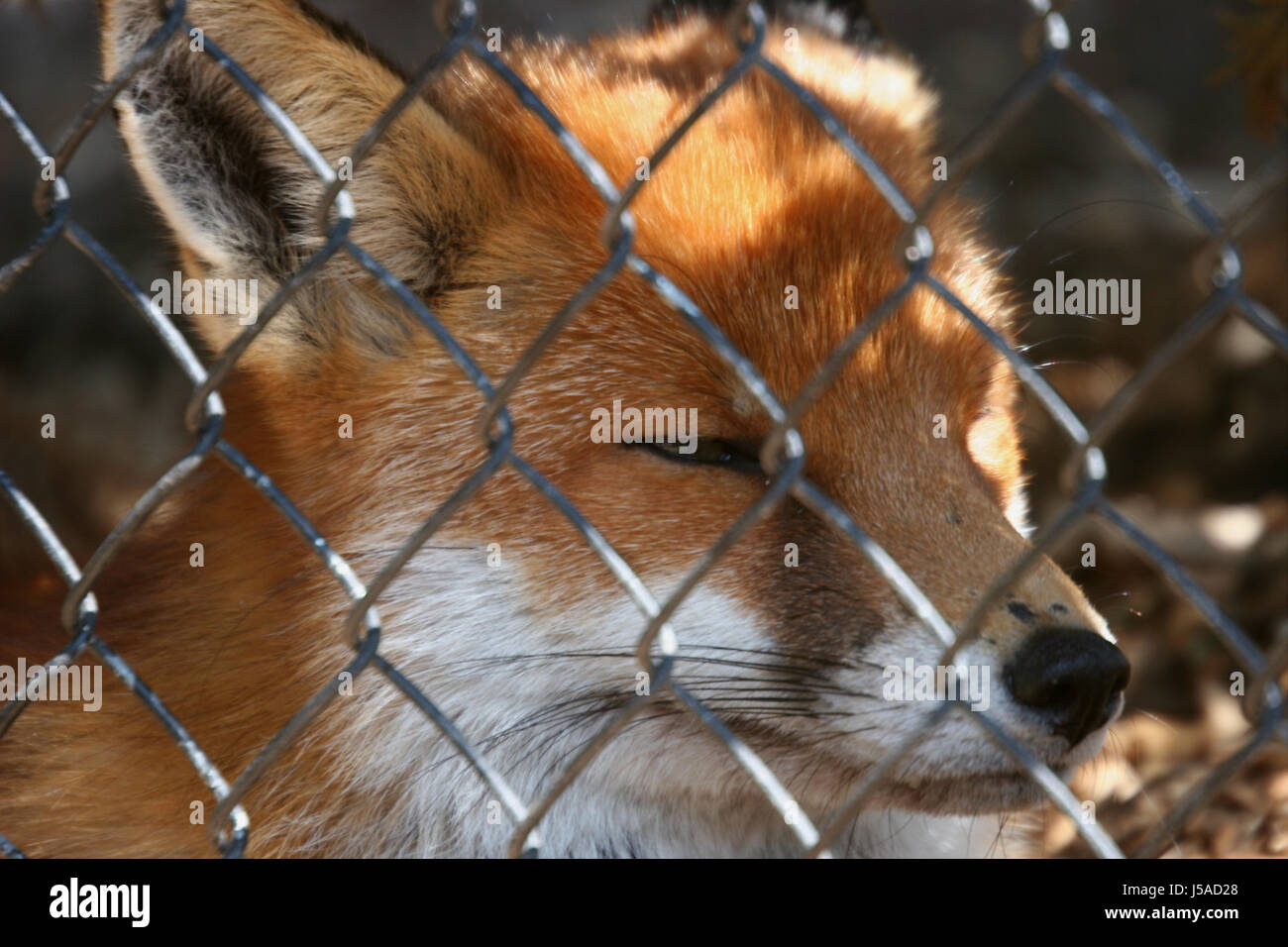 mammal sad boring fence predator fox wire netting caged grating grate ...