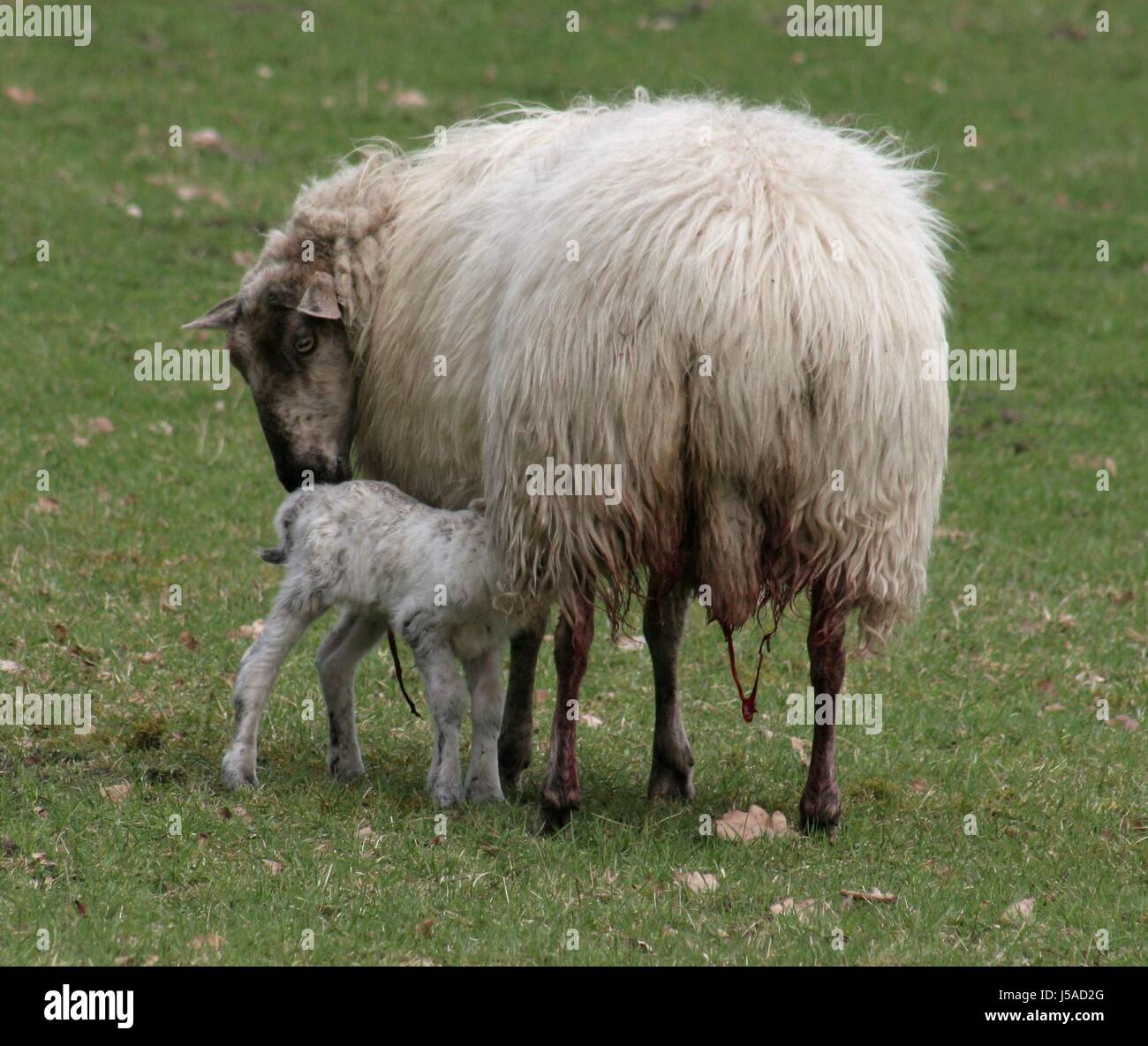 birth childbirth parturition delivery hunger sheep spring milk breeding ...