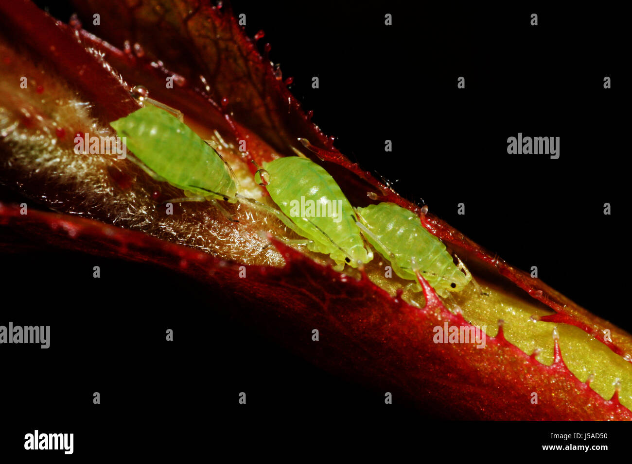 Pflanzennschdling hi-res stock photography and images - Alamy