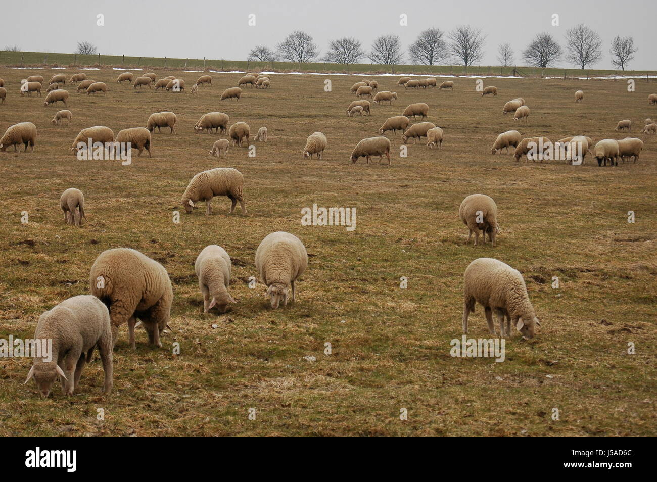 sheep to gorge engulf devour herd browse lambs flock of sheep sheep (pl ...
