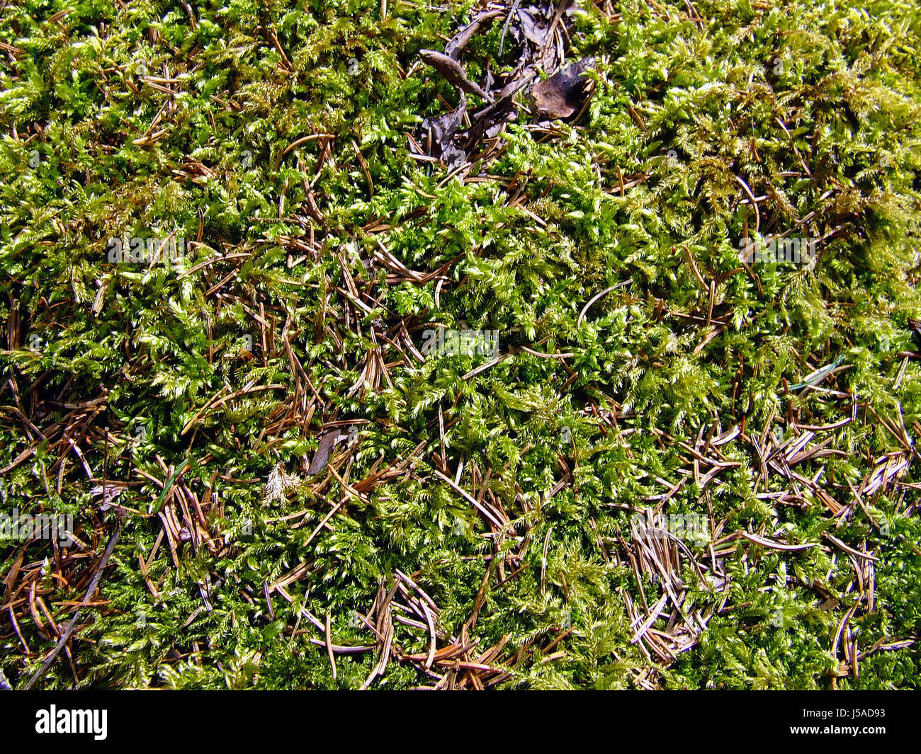 green moss desktop background image image backdrop background moose ...