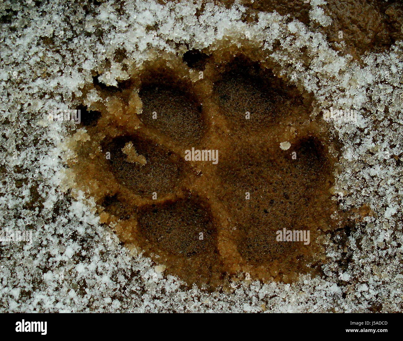 Dog track hi-res stock photography and images - Alamy