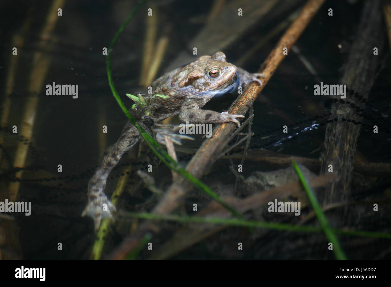 amphibian frog toads fresh water pond water toad frogs spawn ...
