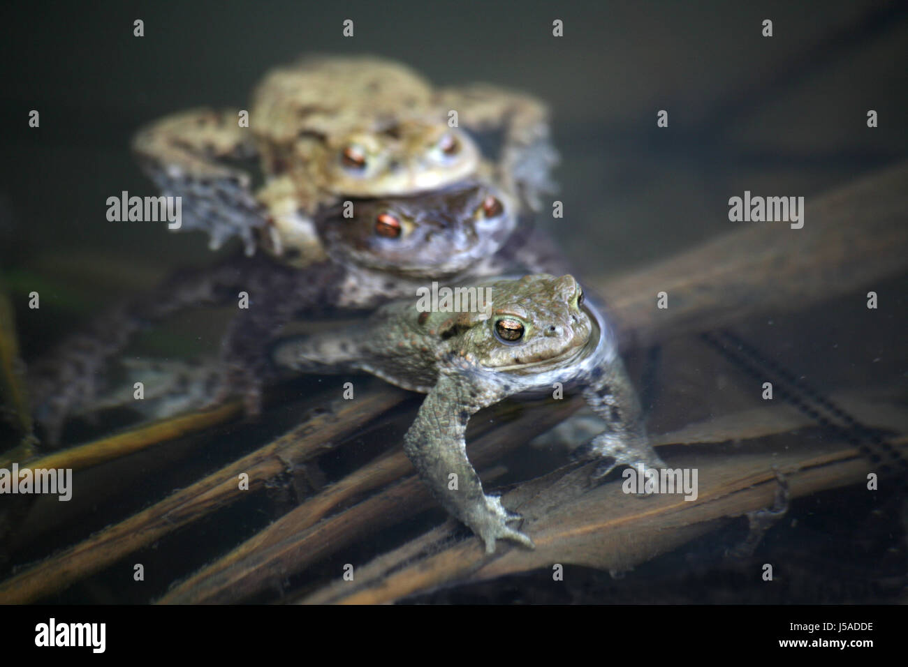 amphibian frog toads fresh water pond water toad frogs spawn ...