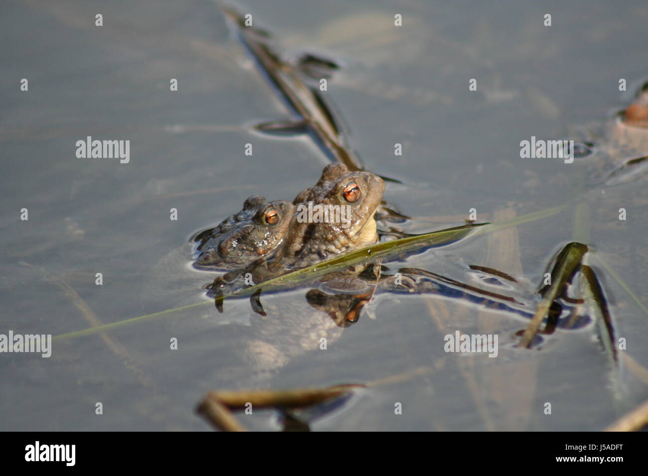 waters amphibian frog toads fresh water pond water propagation toad ...