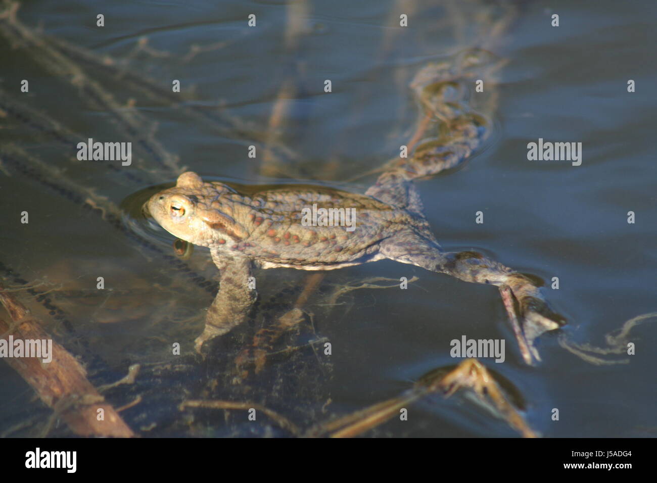 waters amphibian frog toads fresh water pond water toad frogs spawn ...