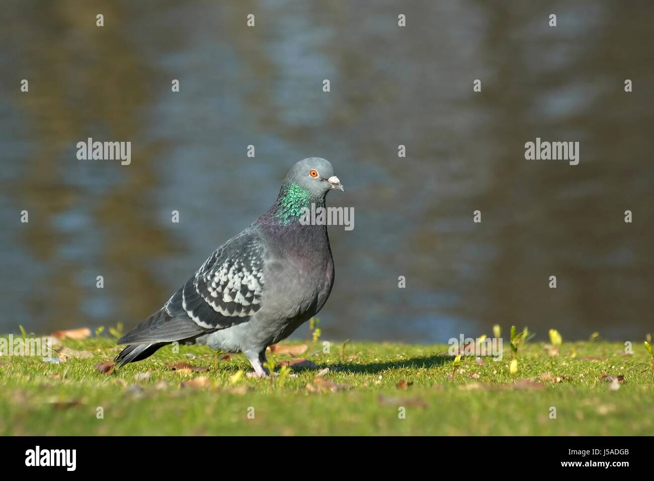 green portrait pigeon morning sun meadow salt water sea ocean water ...