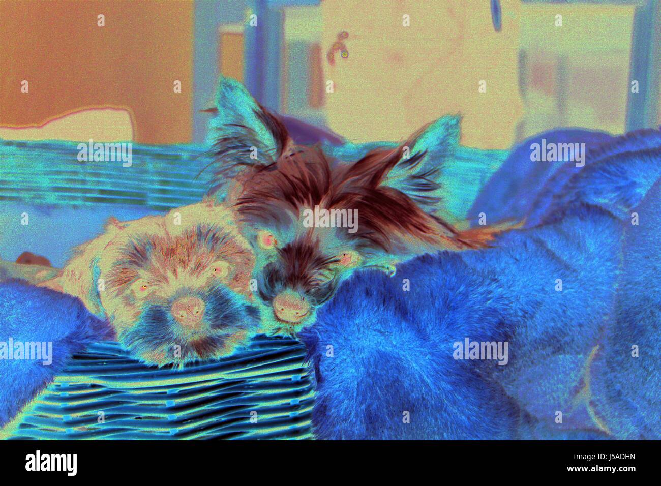 animal pet mammal at night night nighttime dog dogs communication sleep ...