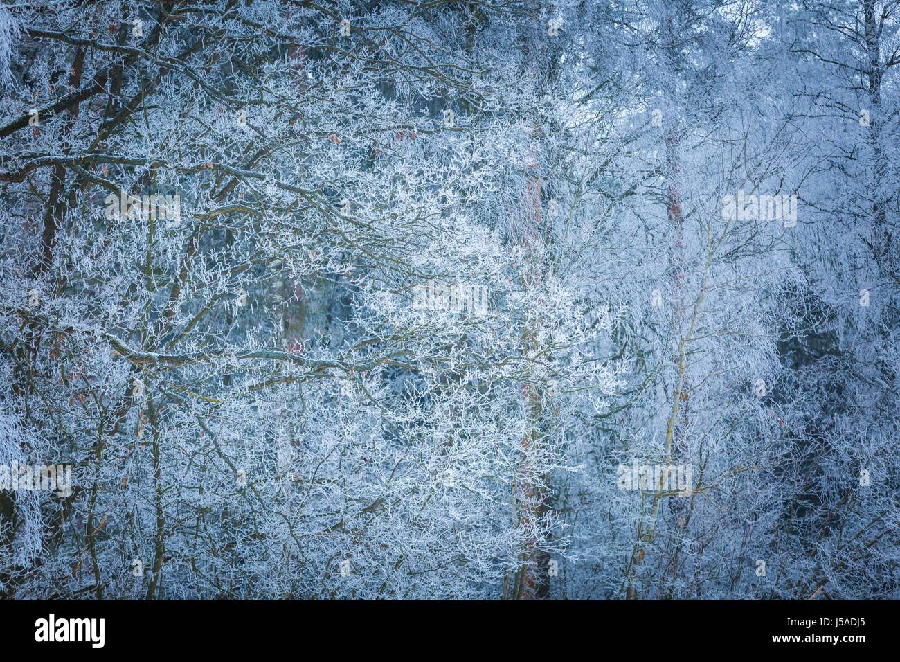 Winter trees with white rime. Natural beautiful background with ...