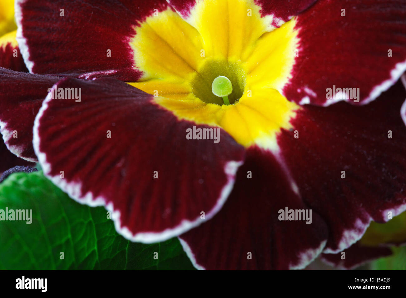 green leaves spring dark red darkred primrose red yellow frhlingsfarben ...