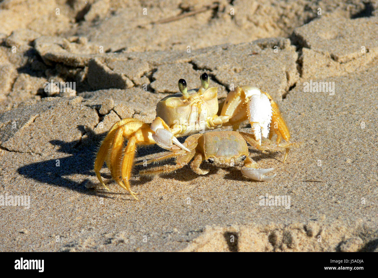 legs beach seaside the beach seashore eyes predator prey booty cancer ...