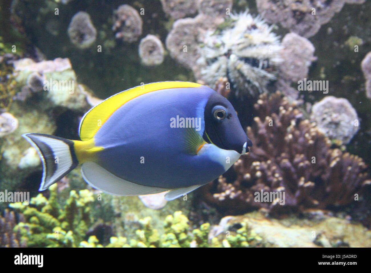 animal fish underwater water swimming swiming swim swims to do the ...