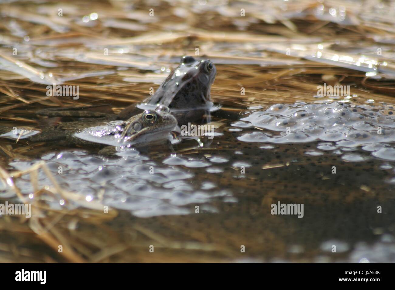 waters frog fresh water pond water frogs lake inland water spawn ...