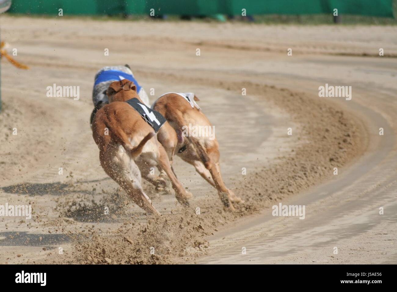 Goodbye dog hi-res stock photography and images - Alamy
