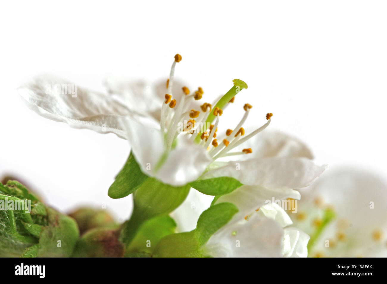 optional blossoms spring cherry blossom fruit-tree cherries bleed ...