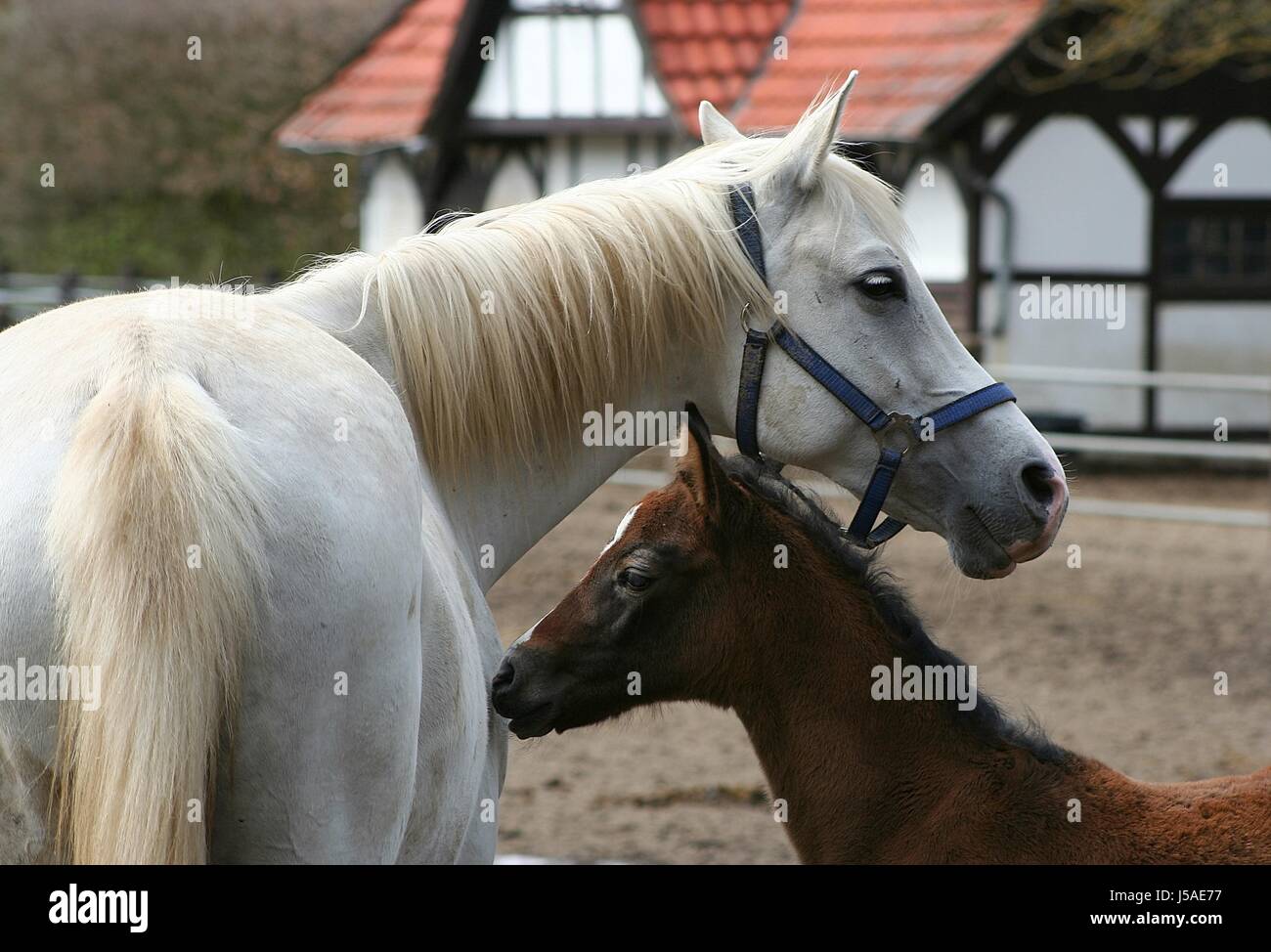 horse animal mammal horses halter mare arab cub baby protect protection ...