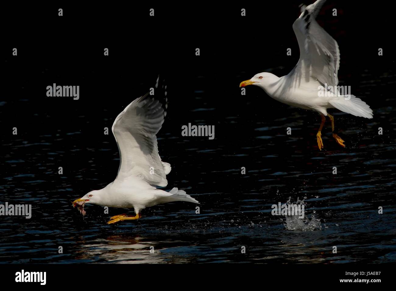 fish dynamics dynamism tele wildlife prey booty fresh water lake inland ...