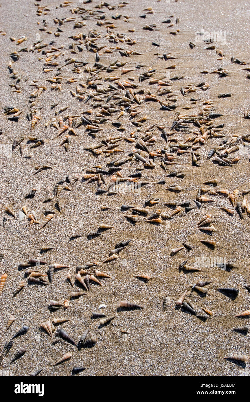 beach seaside the beach seashore shell creature snail escargots snail ...