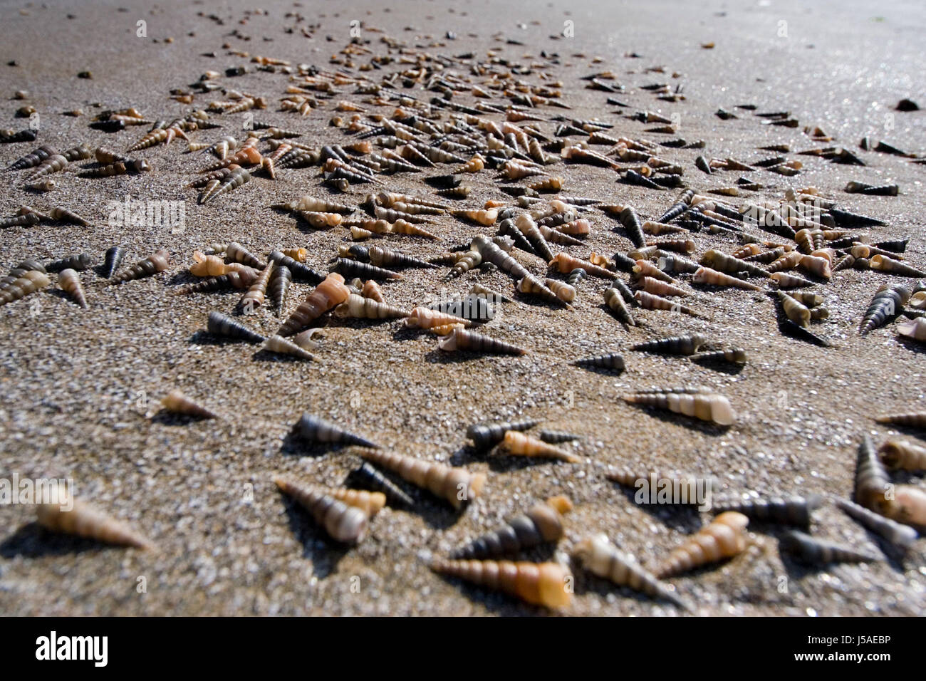 beach seaside the beach seashore shell creature snail escargots snail ...
