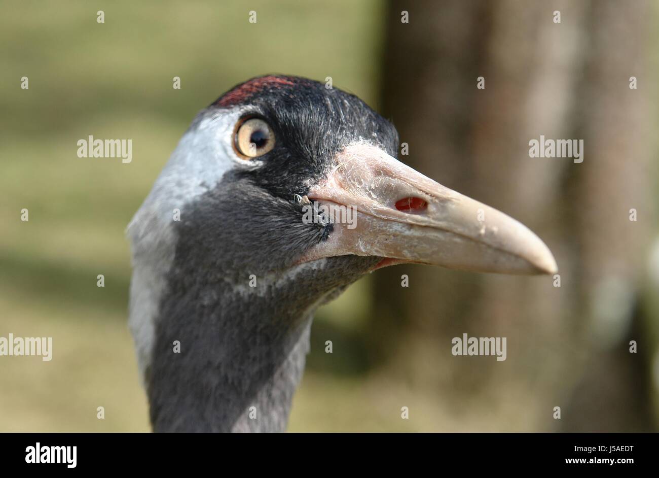 bird portrait birds eyes beak male crane migrant birds of passage beaks grey Stock Photo - Alamy