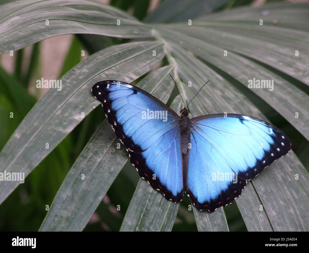 blue insect butterfly wing moth ornament design shaping formation shape ...