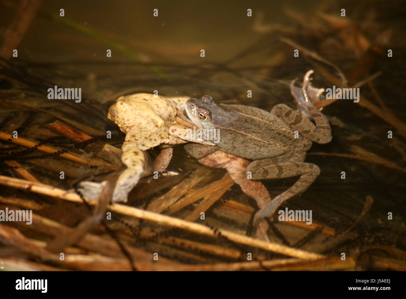 amphibian frog toads fresh water pond water toad frogs spawn wrestling ...