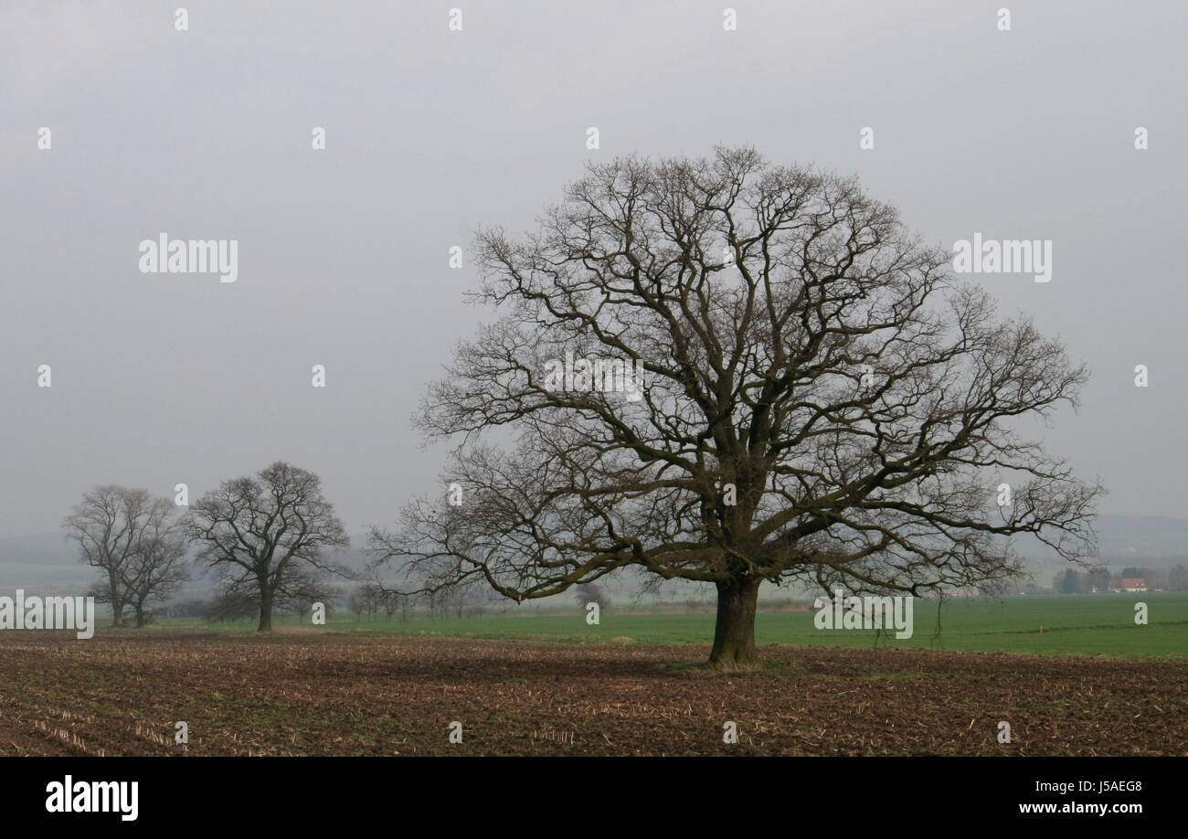 tree trees ground soil earth humus agriculture farming acre three ...