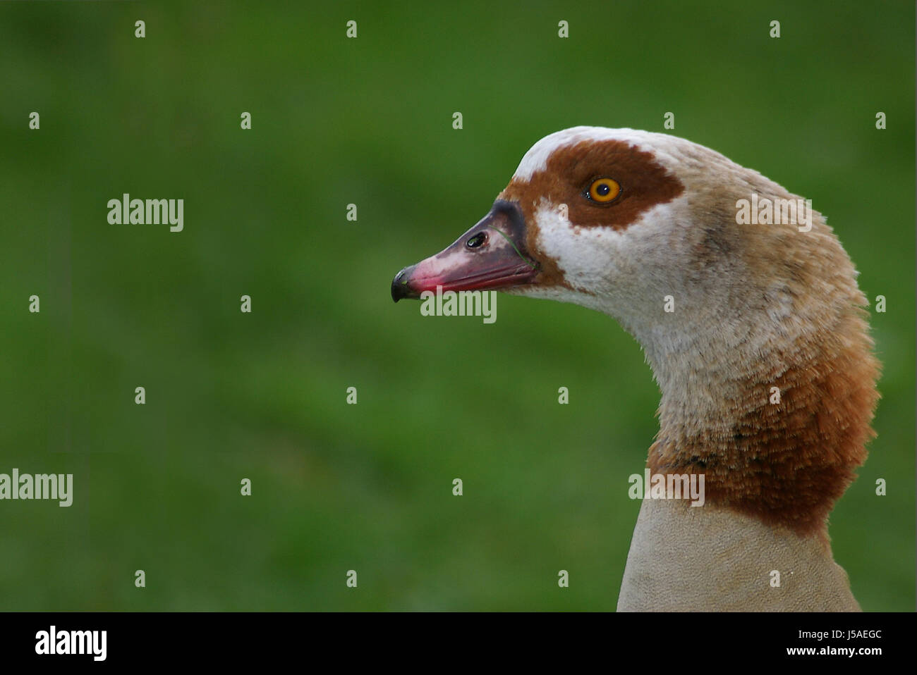 portrait watchdog beak male goose aggressive agressive beaks geeser ...