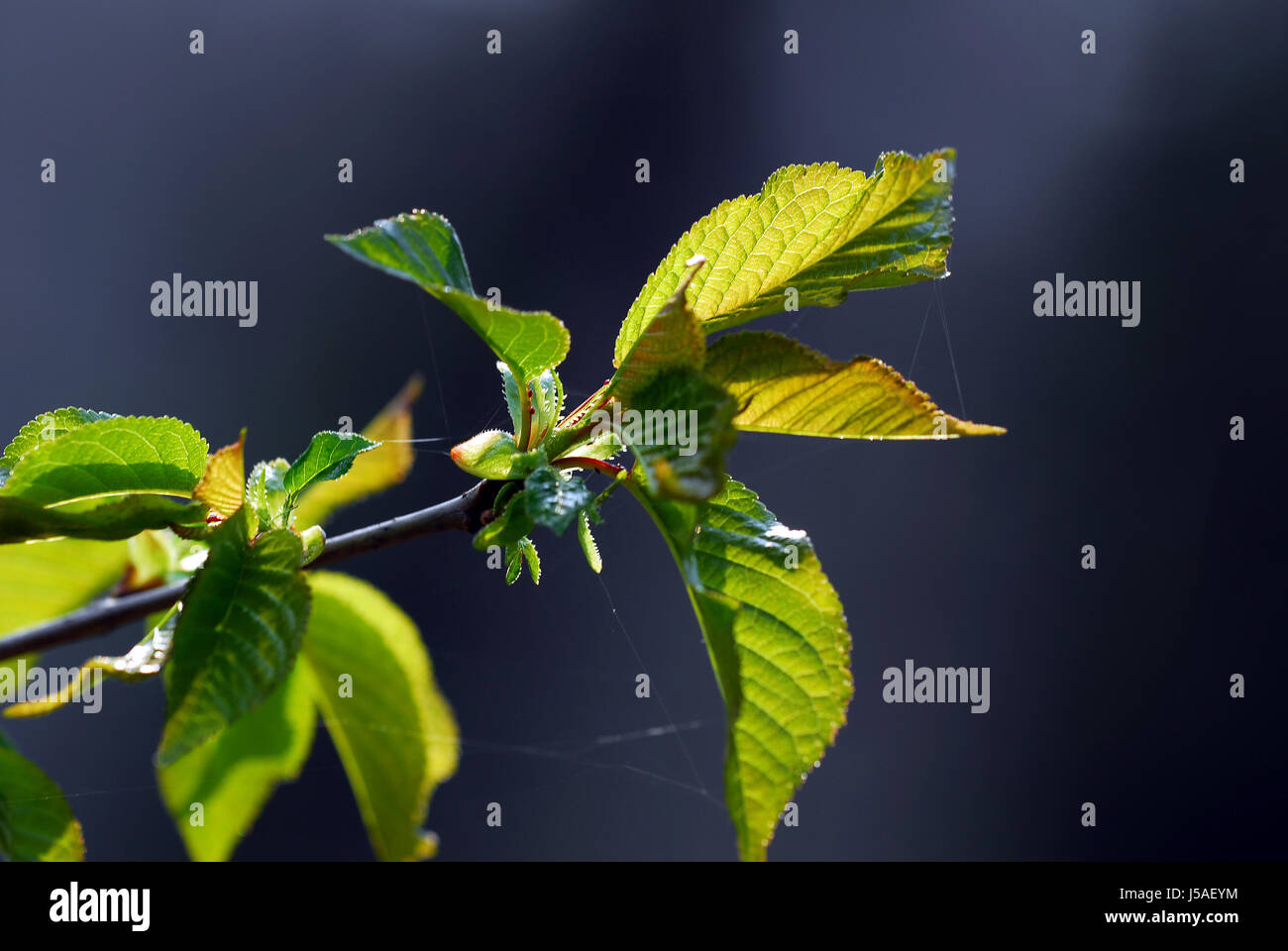 shoots - 012 Stock Photo - Alamy