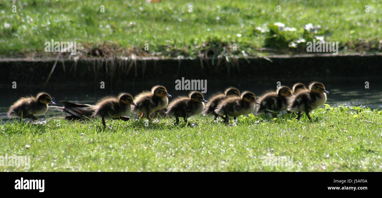 breeding offspring ducks walk nine bank river water shore entenkken ...