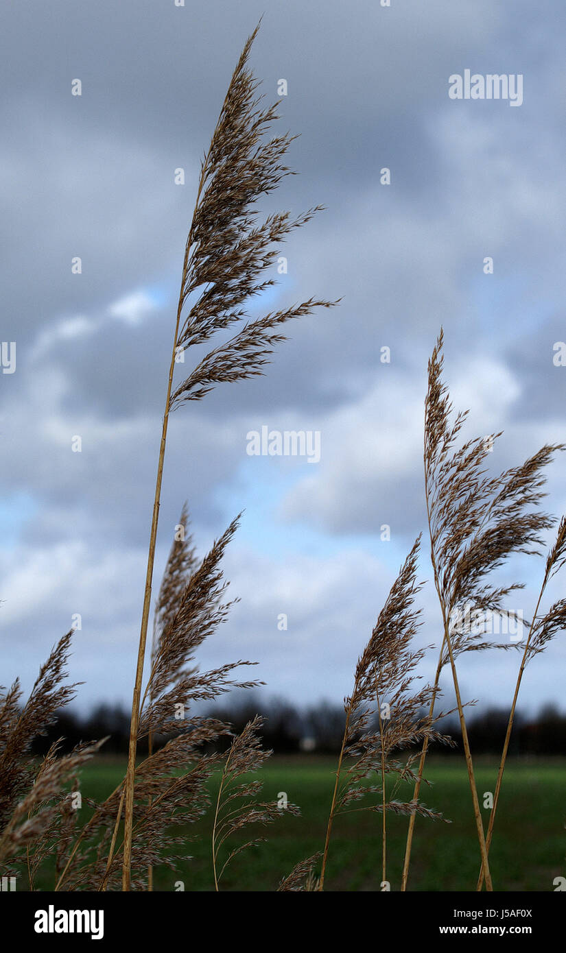 cloud field grain blade blades straw firmament sky scenery countryside ...