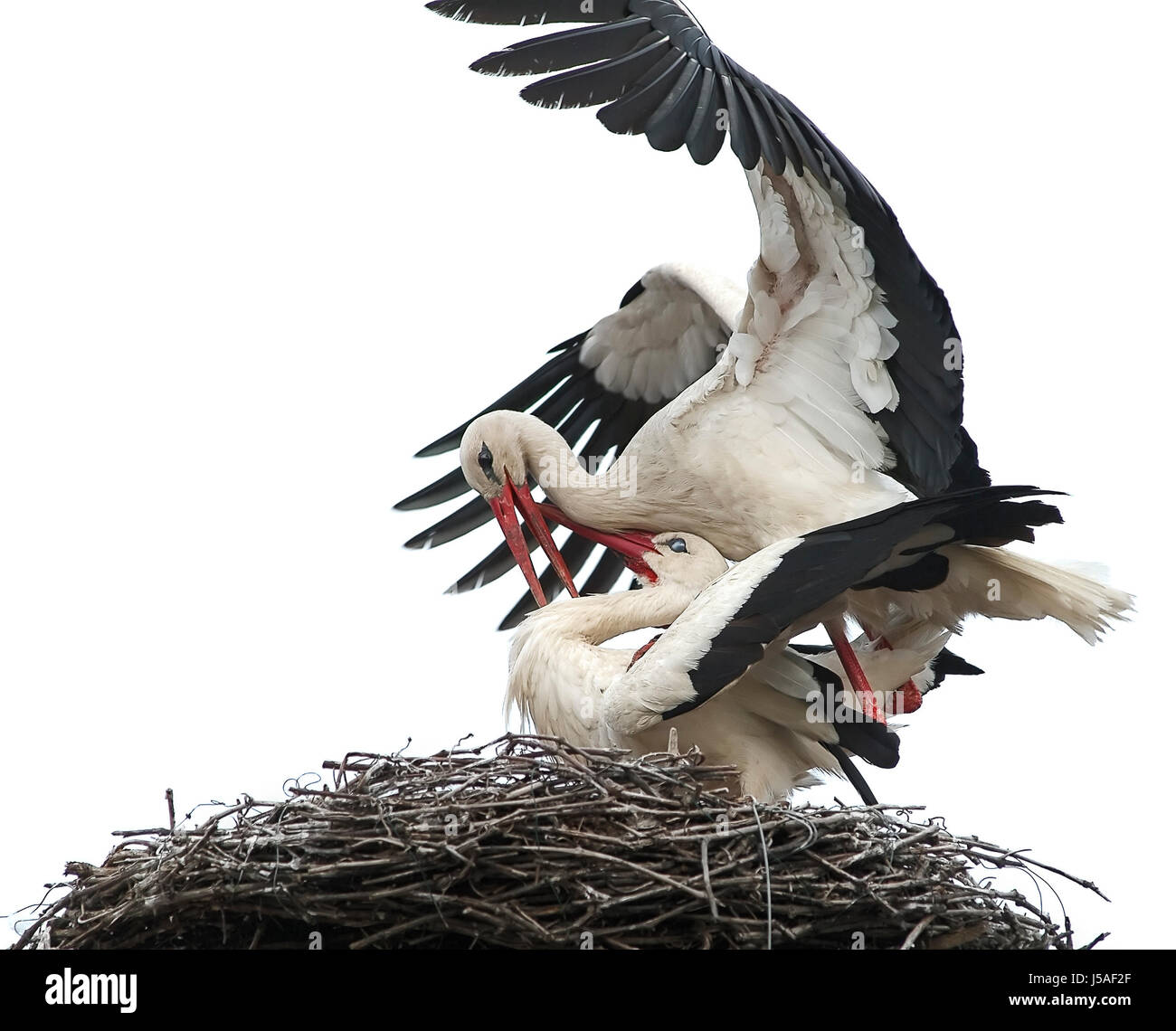 optional animal bird birds offspring stork nest migrant birds of passage mating Stock Photo - Alamy