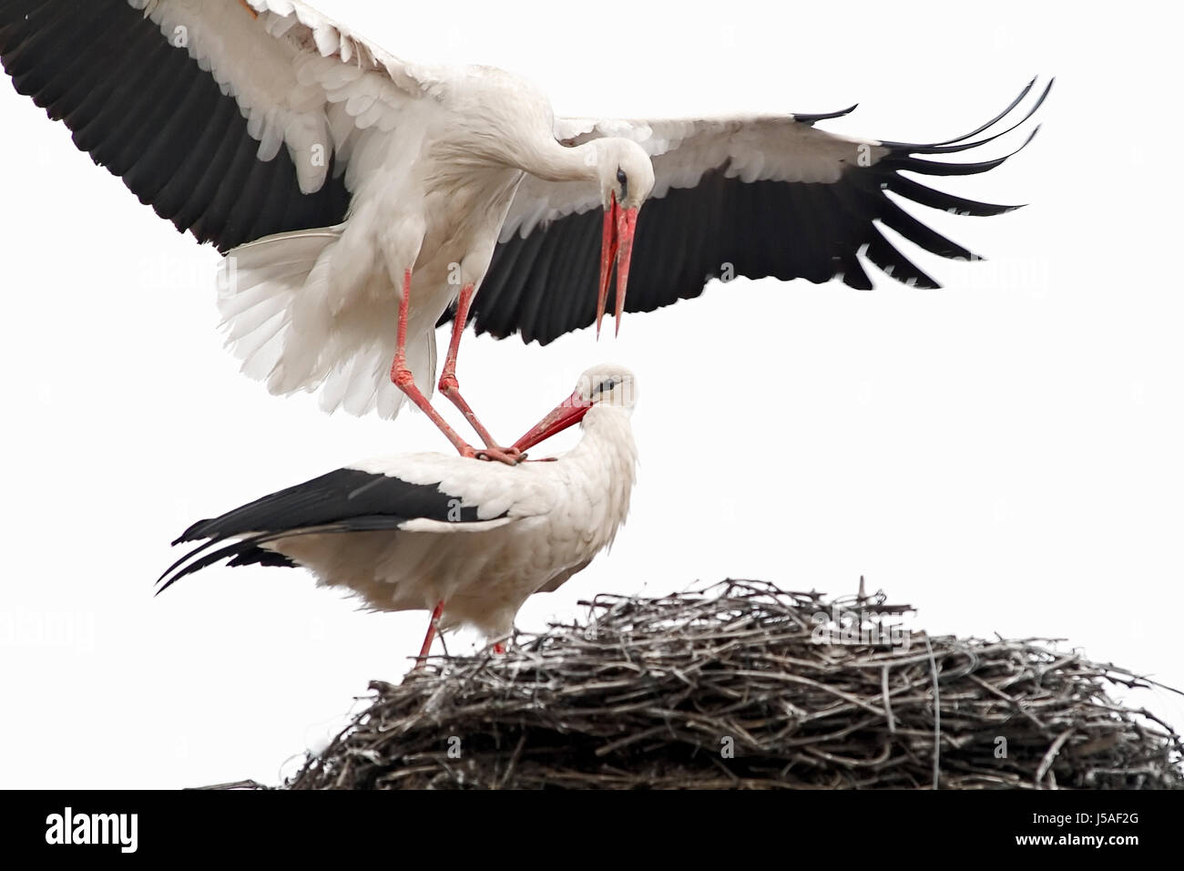 optional animal bird birds offspring stork nest migrant birds of ...