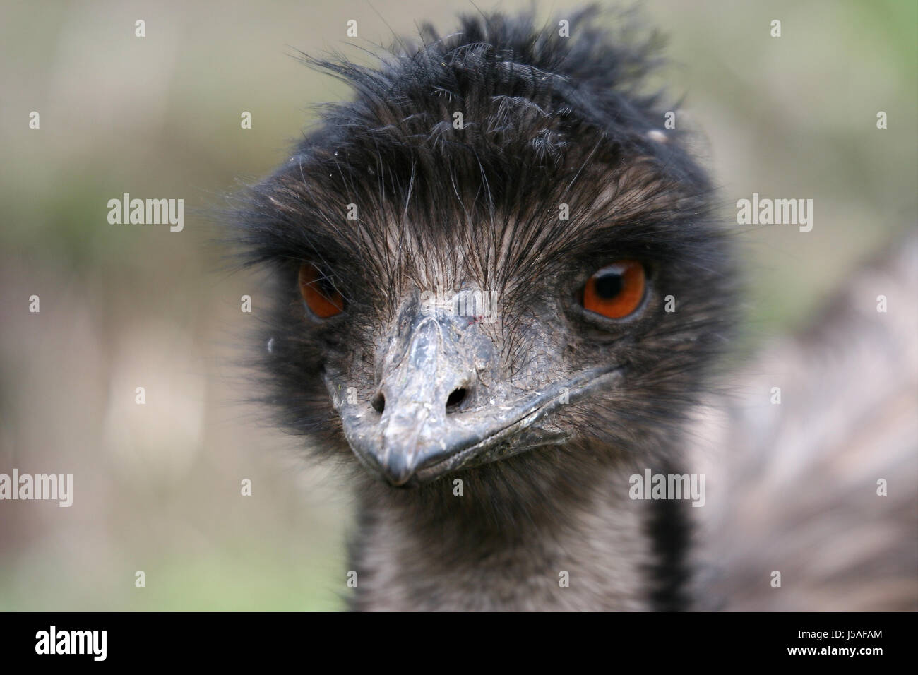 bird portrait birds eyes look glancing see view looking peeking looking ...