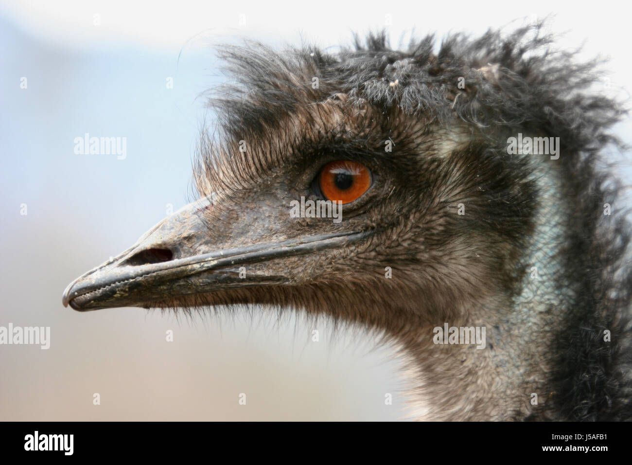 profile bird portrait birds eyes look glancing see view looking peeking ...