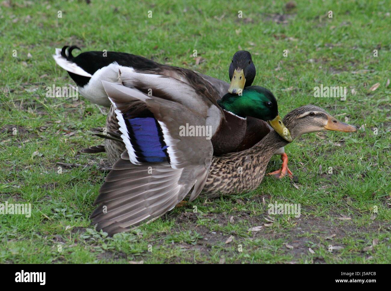 fight fighting bird animals birds ducks duck waterfowls waterfowl drake ...