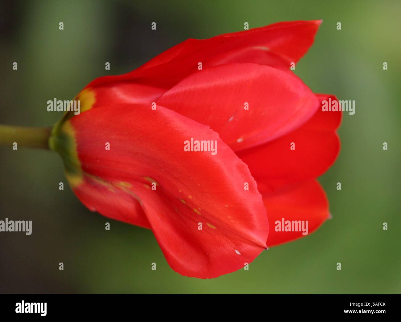 flower plant green bloom blossom flourish flourishing spring stalk ...