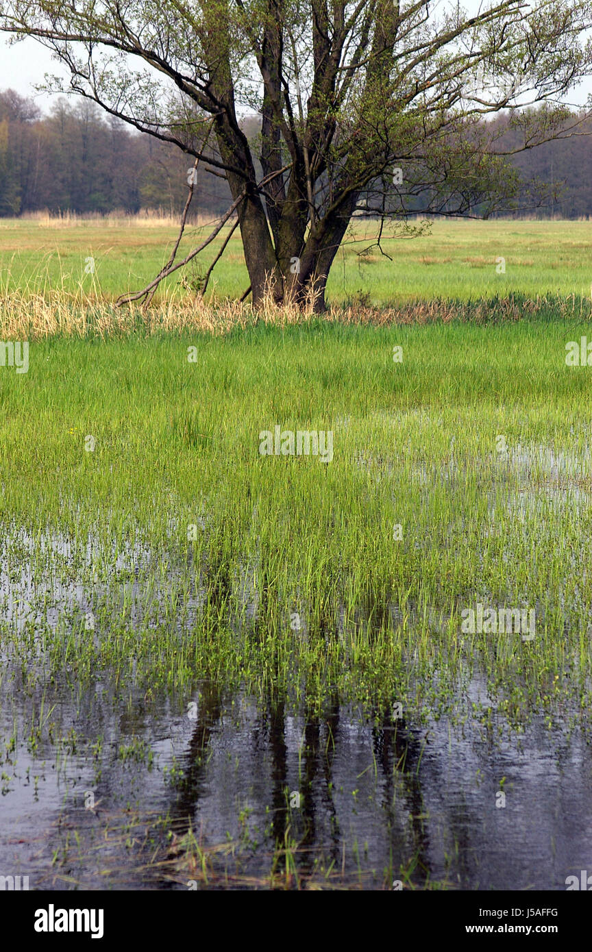 clump of trees nature-sanctuary spring evening light biotop ground ...