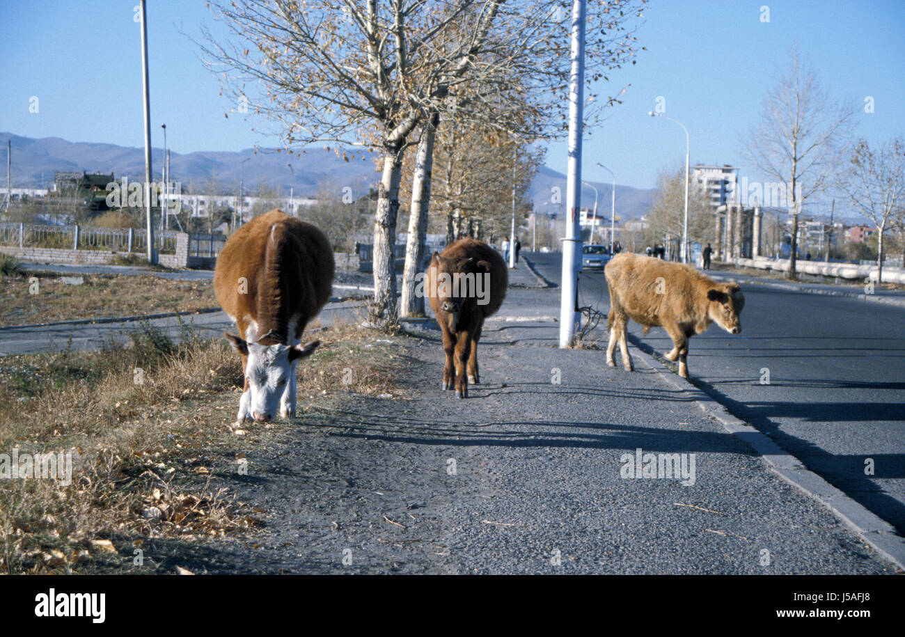 mongolia capital cows sidewalk cattle freewheeling street road queer ...