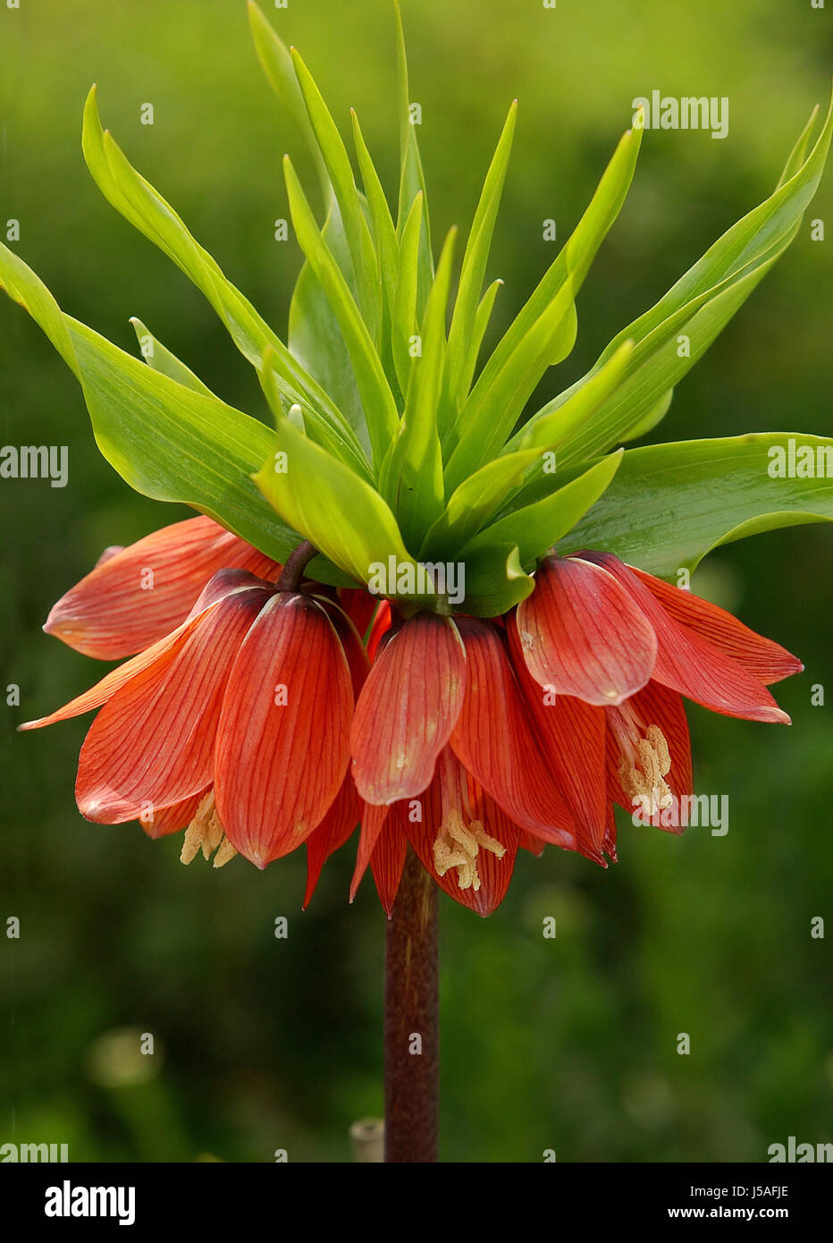 toxic poisonous plant lilienhnliche liliidae lilienartige liliales ...