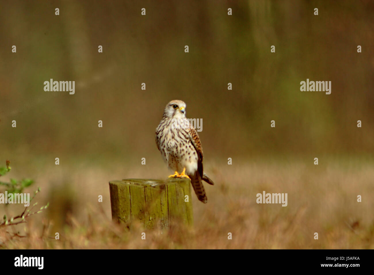 raptor fence hedge kestrel hawks post willow turmfalkenweibchen ...