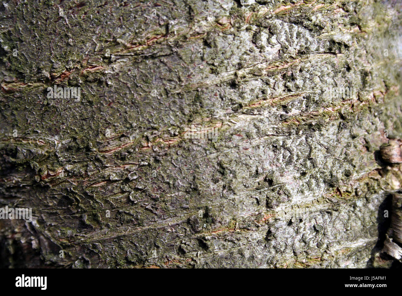 trunk bark typical cherry jagged fruit-tree furrows cherry tree sour ...