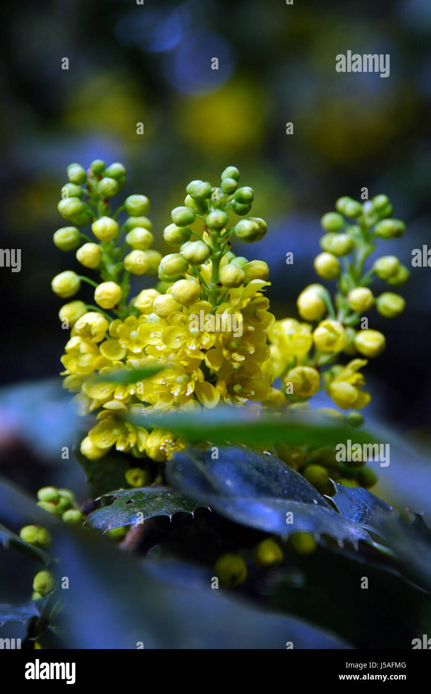 oregon grape mahonia congregation Stock Photo - Alamy