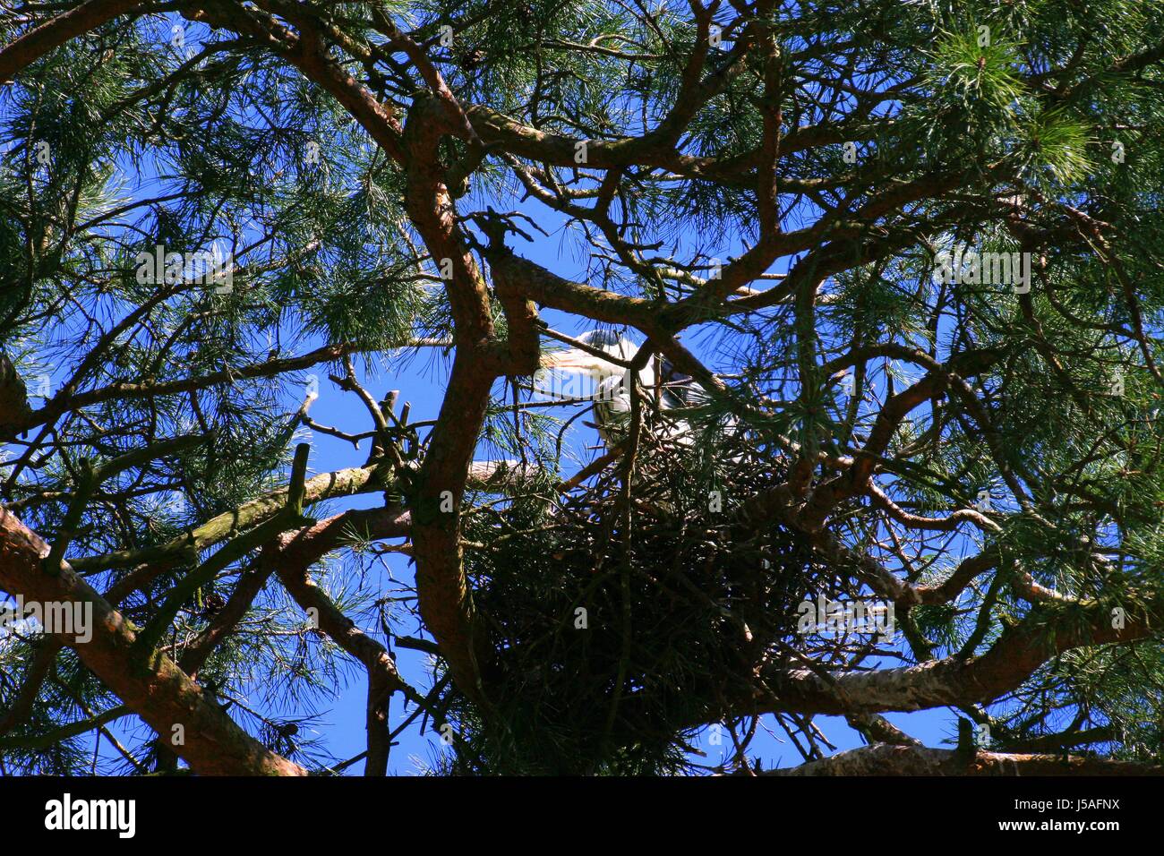 bird's nest in tree Stock Photo - Alamy