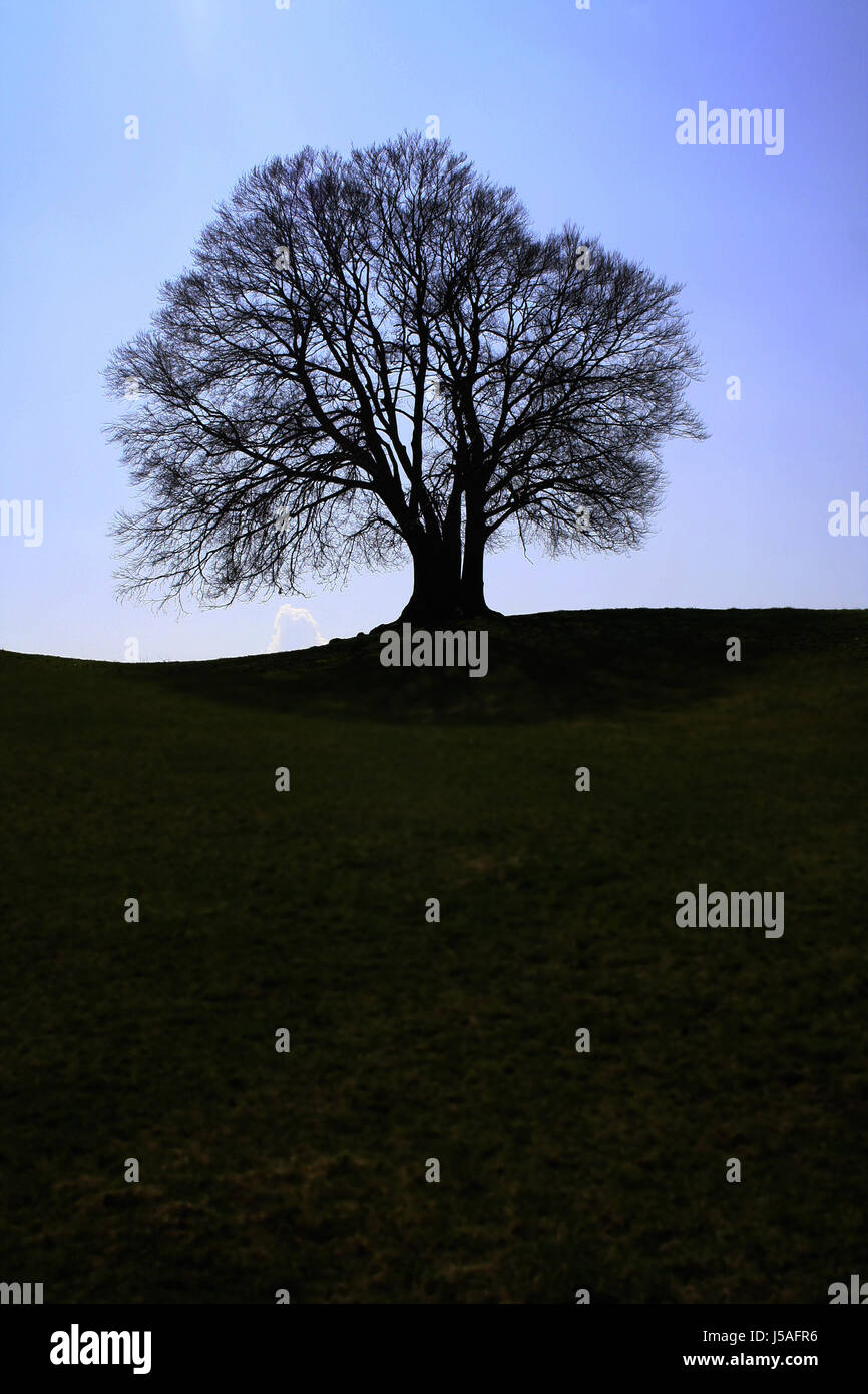 environment enviroment tree trees deciduous tree night sky oak spring ...