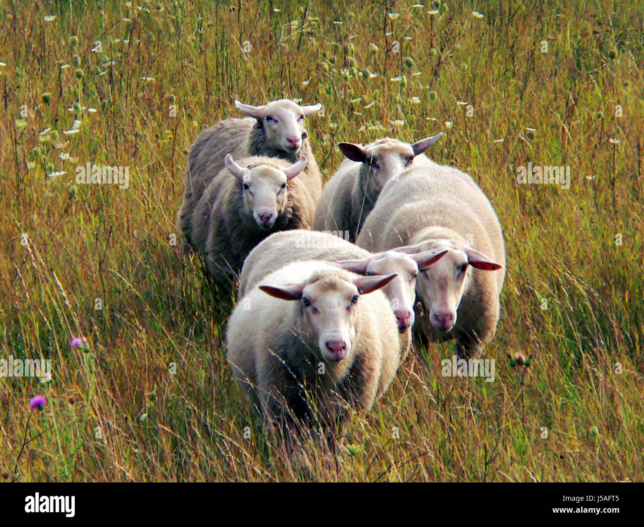 mammal animals summer summerly skin sheep farm farm animal flock of sheep sheep Stock Photo - Alamy