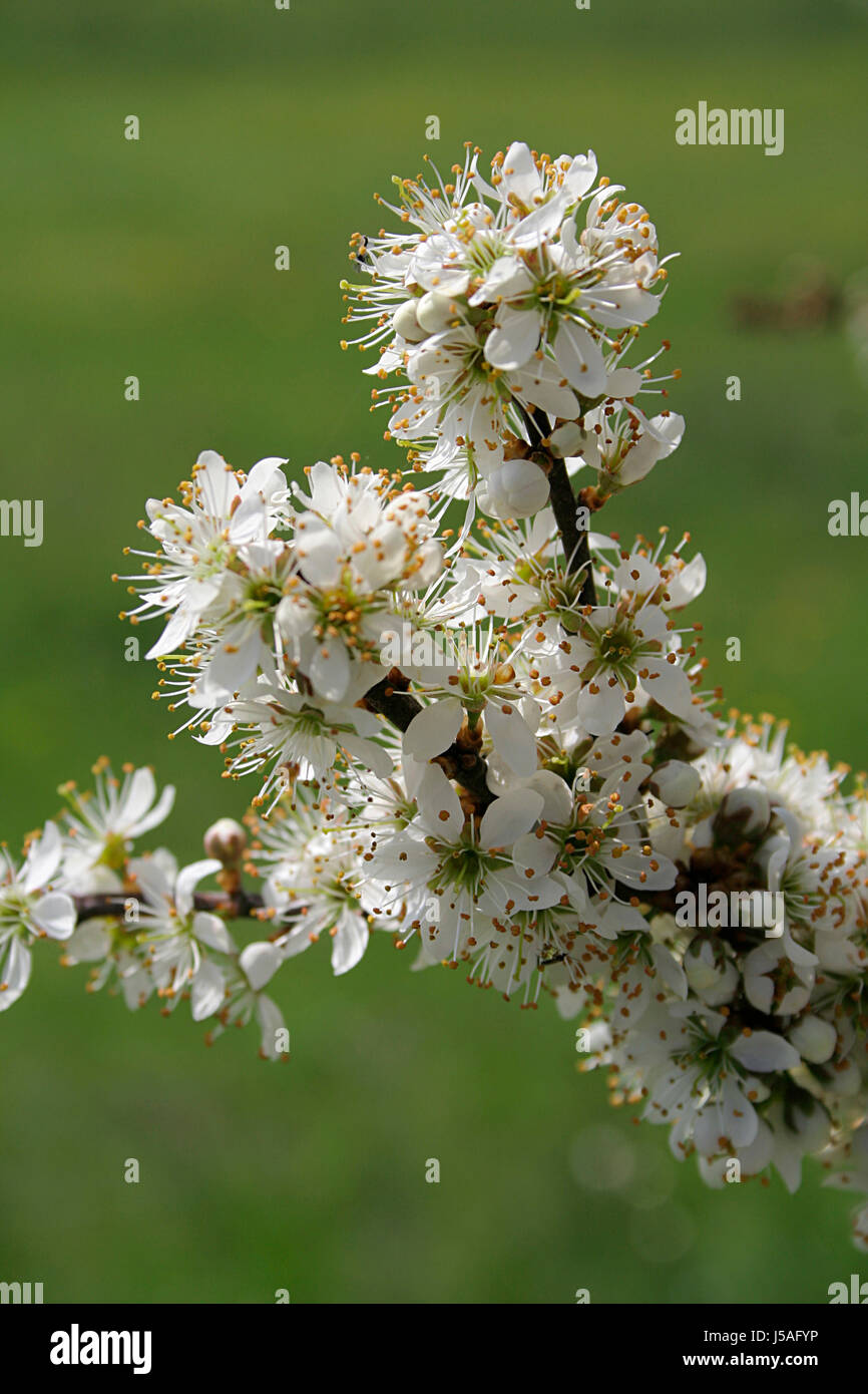 tree trees bloom blossom flourish flourishing bushes blossoms spring ...