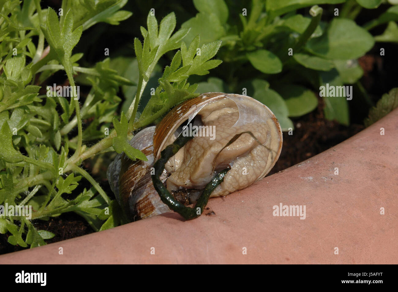 garden escargots edible snail snail shell shellfish crawler gardens to ...