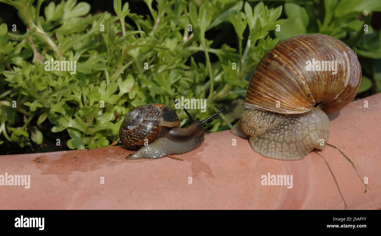 garden escargots edible snail snail shell shellfish crawler gardens two ...