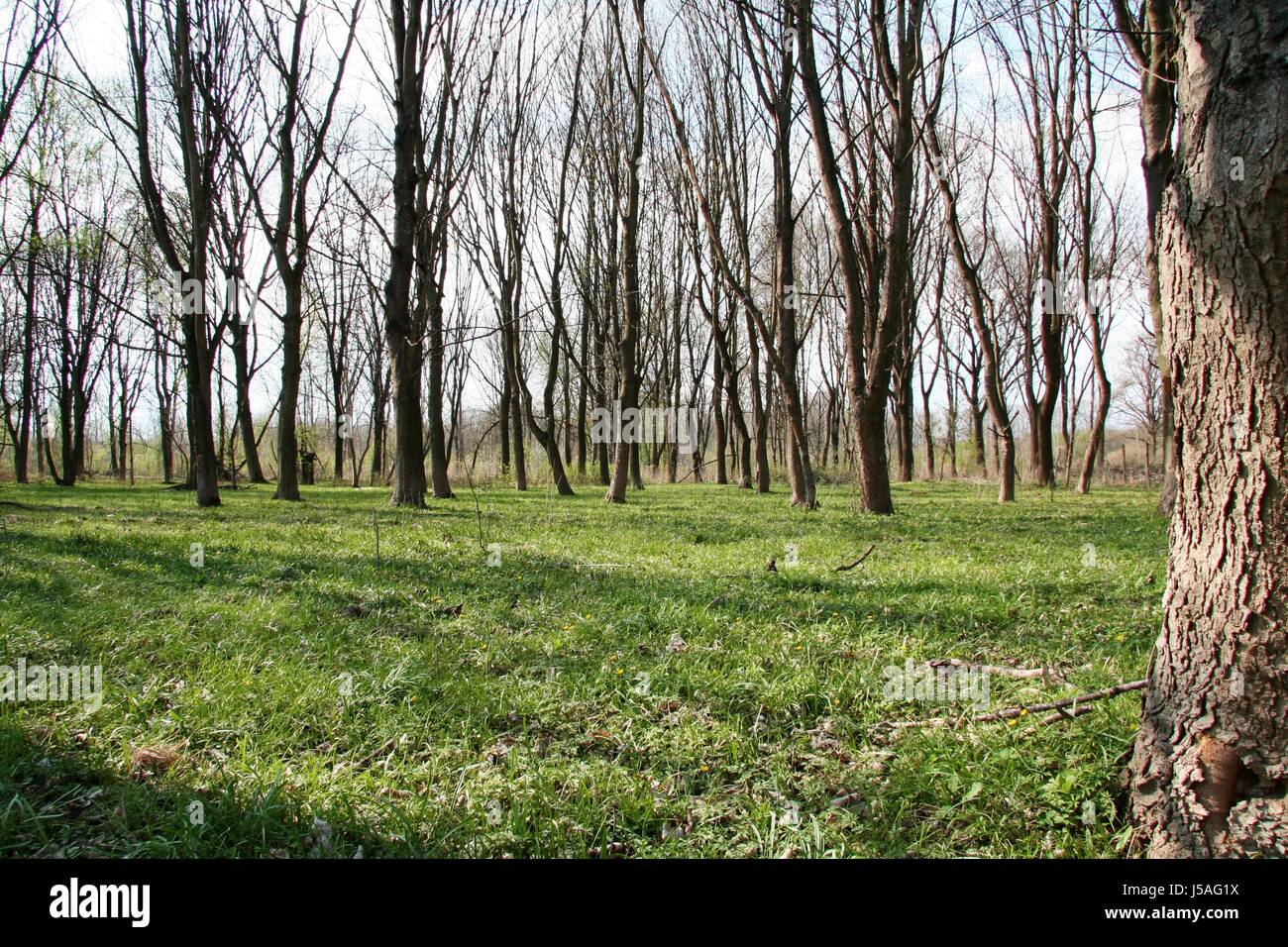 tree trees green leaves branches spring translucent high leafless full ...